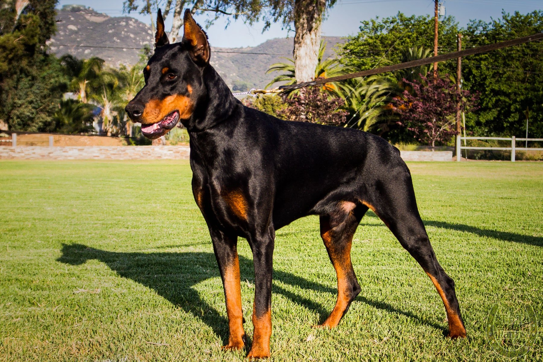 Huấn Luyện Chó Doberman